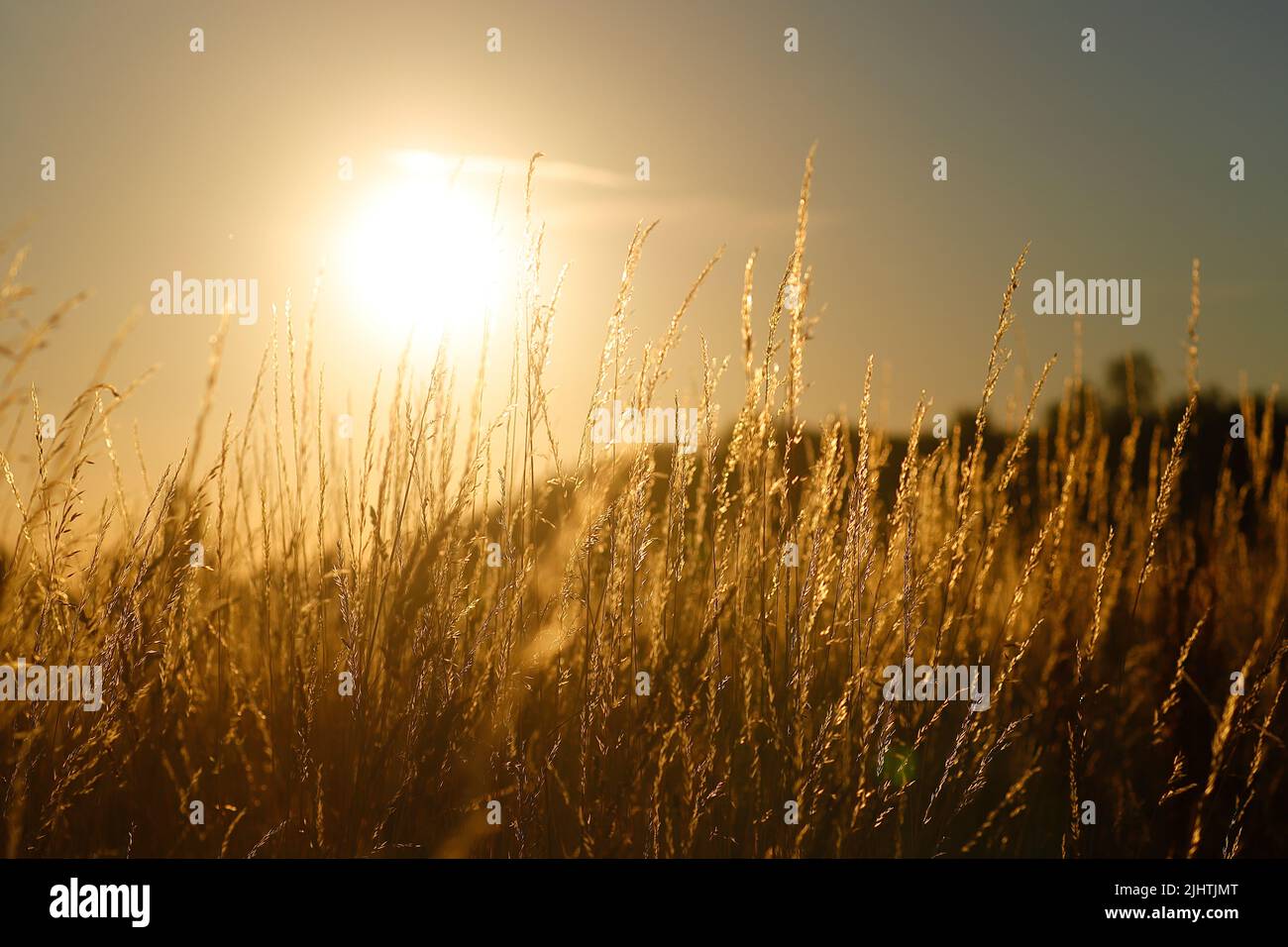 Long dried grass hi-res stock photography and images - Alamy