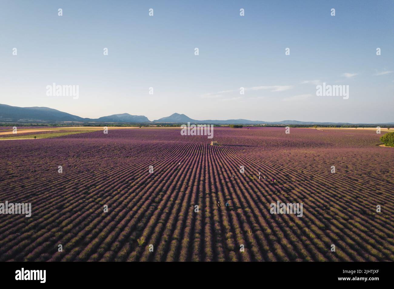 Aerial view of lavender fields in valensole, france hi-res stock photography and images - Alamy