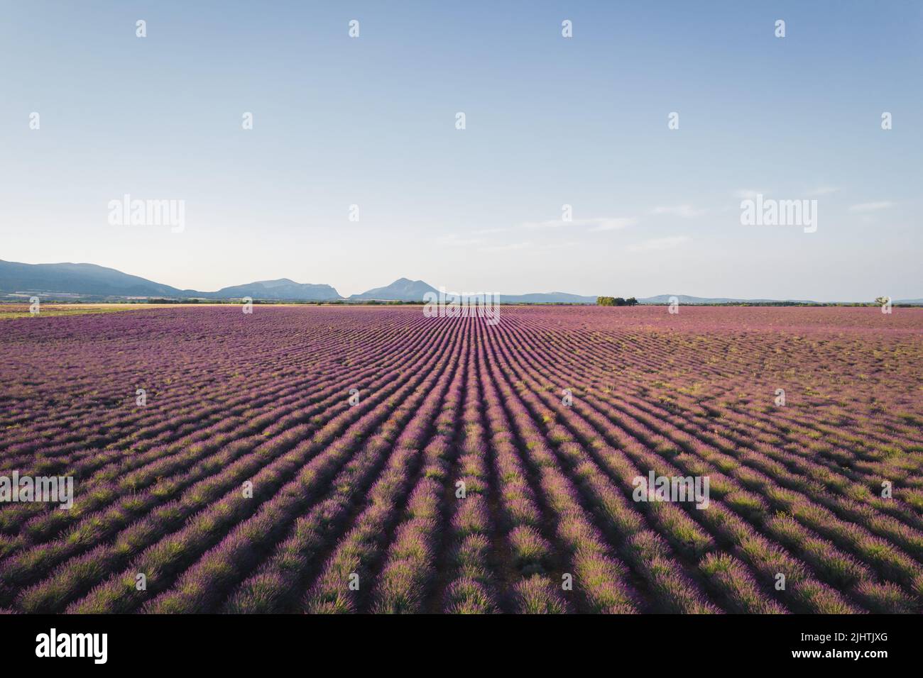 Aerial view of lavender fields in valensole, france hi-res stock photography and images - Alamy