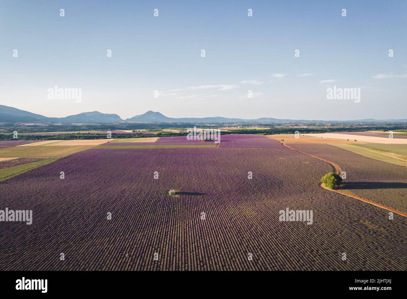 Aerial view of lavender fields in valensole, france hi-res stock photography and images - Alamy