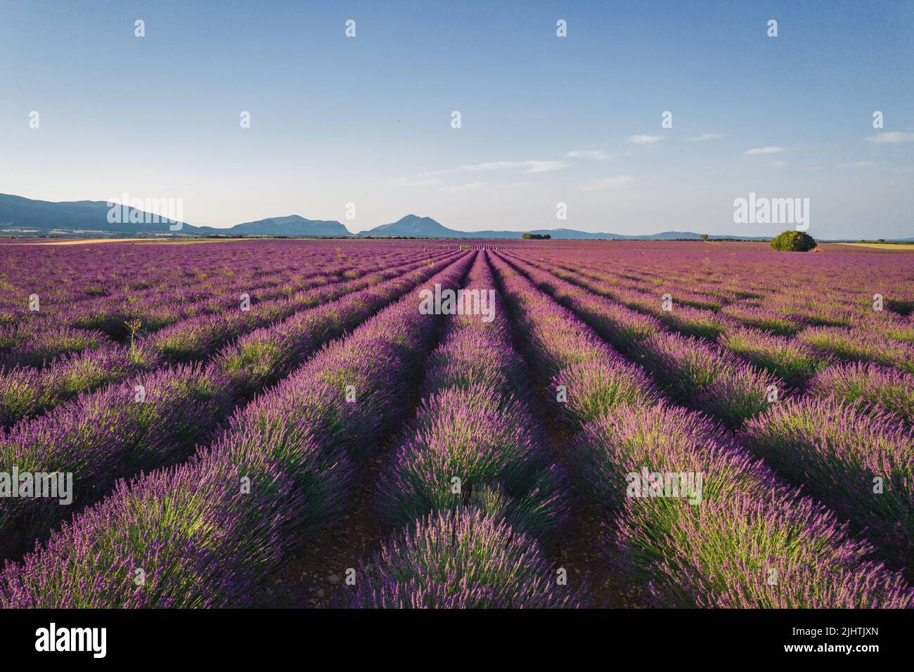 Aerial view of lavender fields in valensole, france hi-res stock photography and images - Alamy