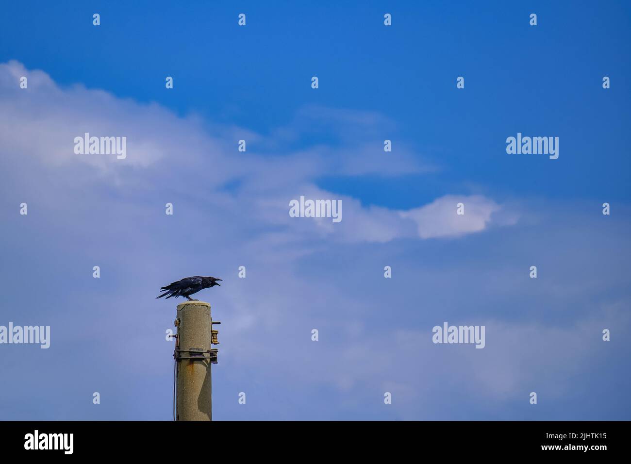 Croaking crow hi-res stock photography and images - Alamy