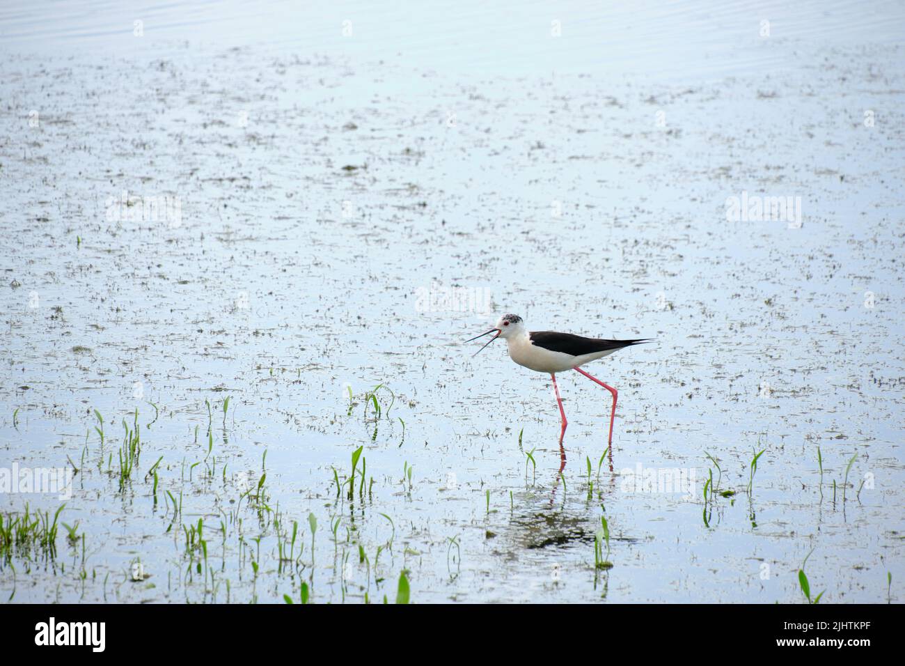 Stilt Walker Is A Bird Of The Shiloklyuvkov Family Listed In The Red