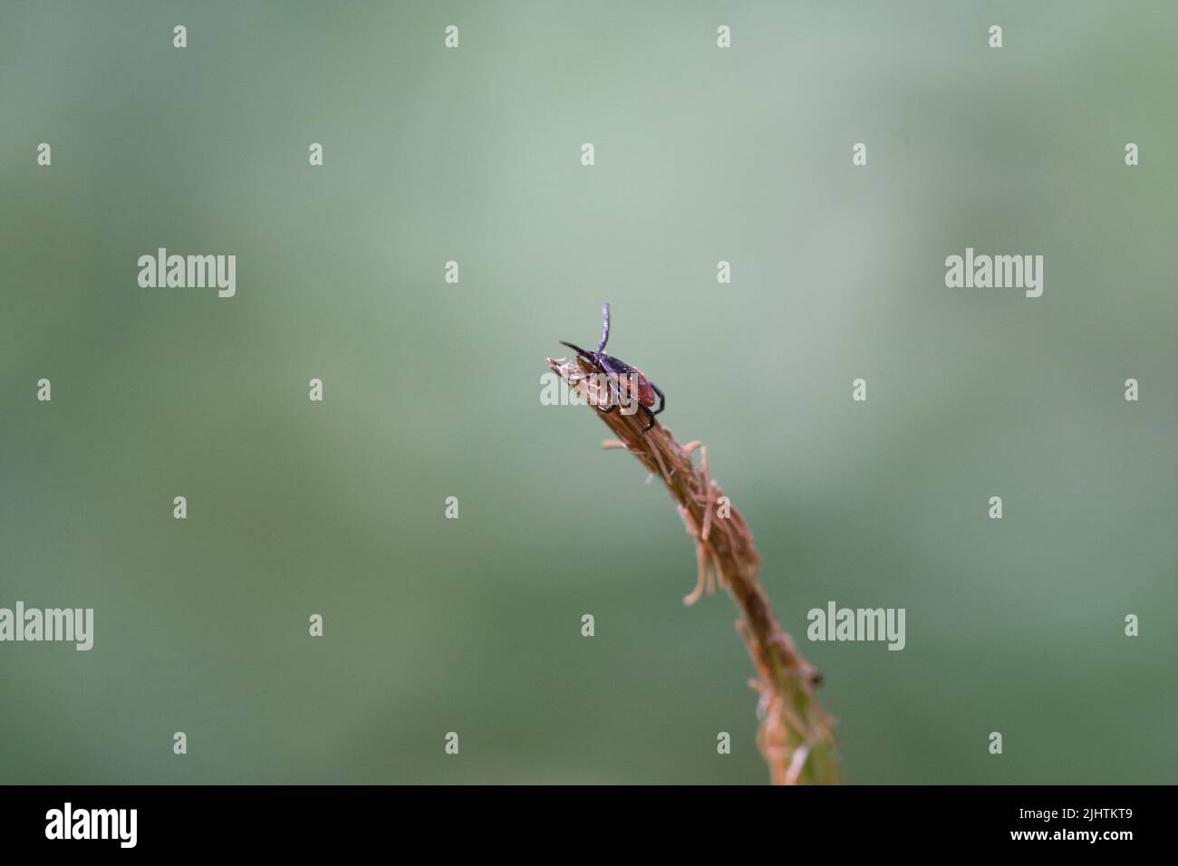 common tick sitting an waiting in the grass Stock Photo - Alamy