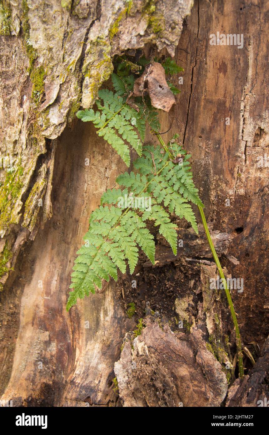 A Fern emerges from the stump of a decaying tree in a forest near Deep ...