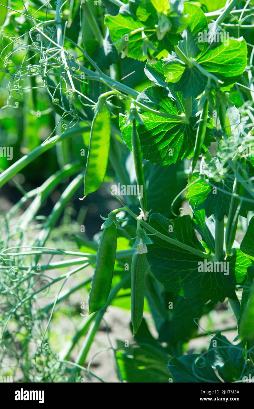 Pea pods growing hi-res stock photography and images - Alamy