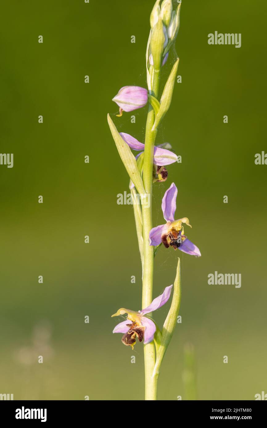 Close up of a bee orchid (ophrys apifera) flower in bloom Stock Photo ...