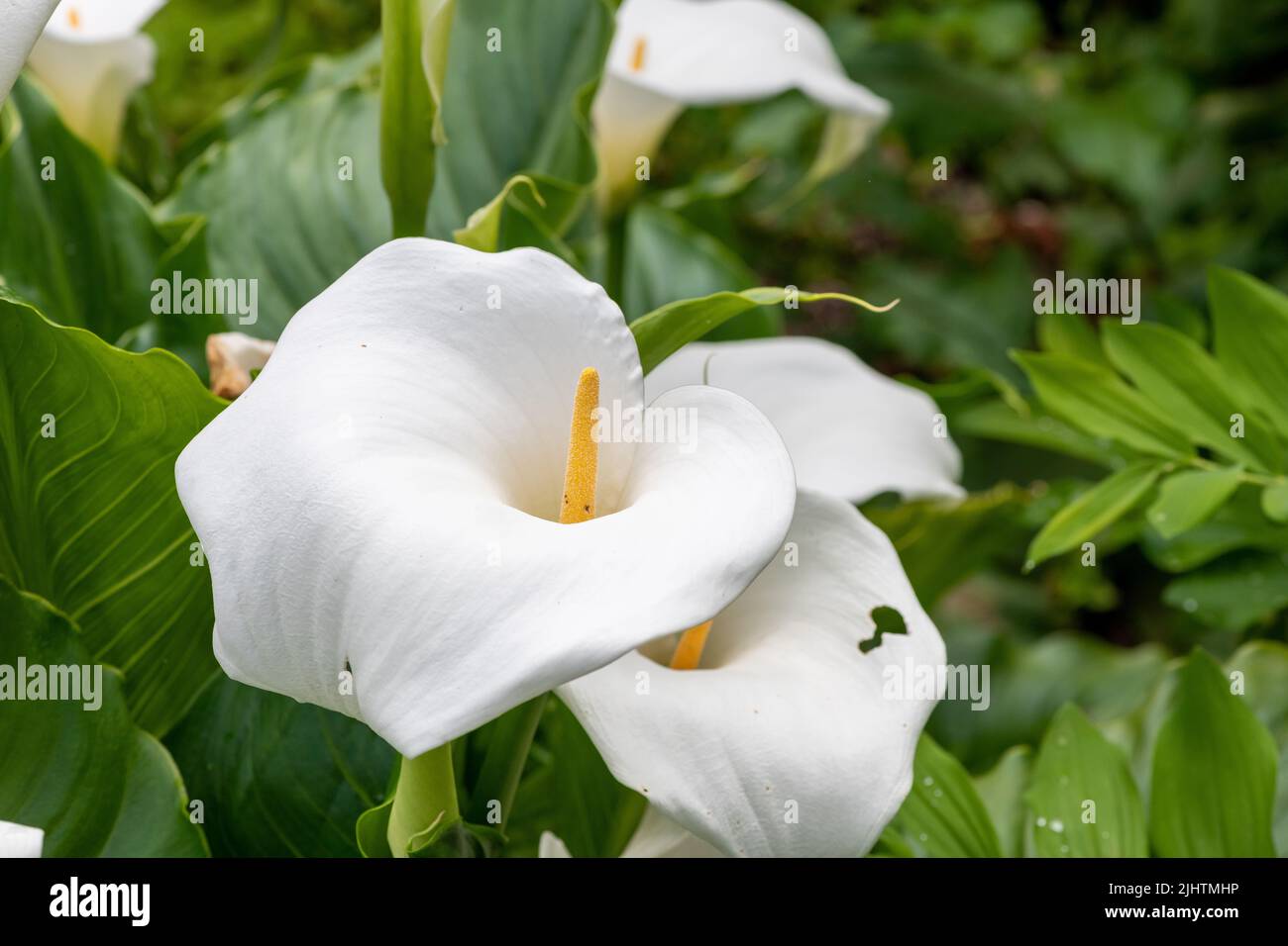 Close up of a calla lily (zantedeschia aethiopica) flower in bloom ...