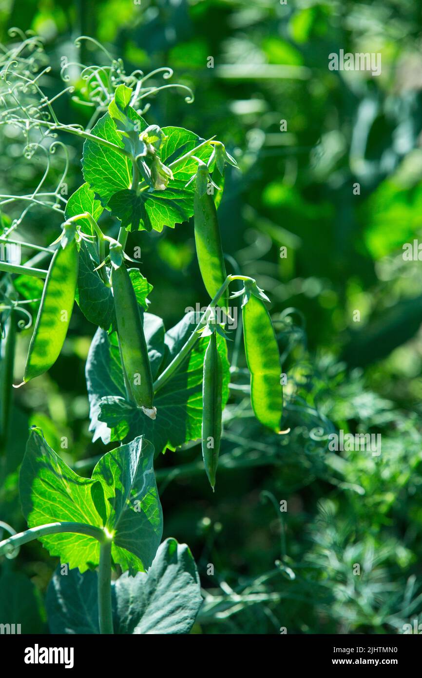 How Plants Are Split Peas