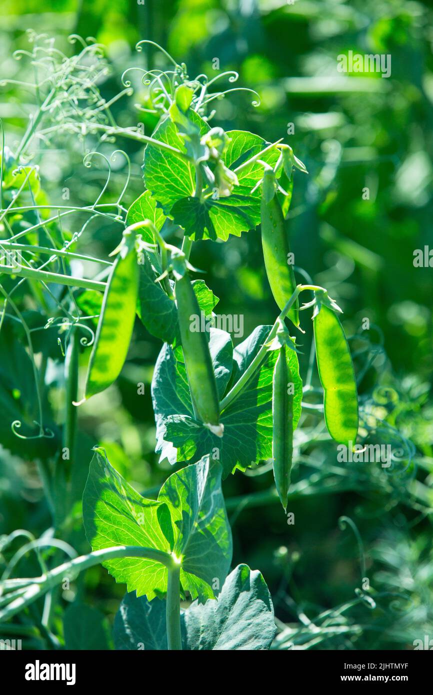 Growing peas hi-res stock photography and images - Alamy