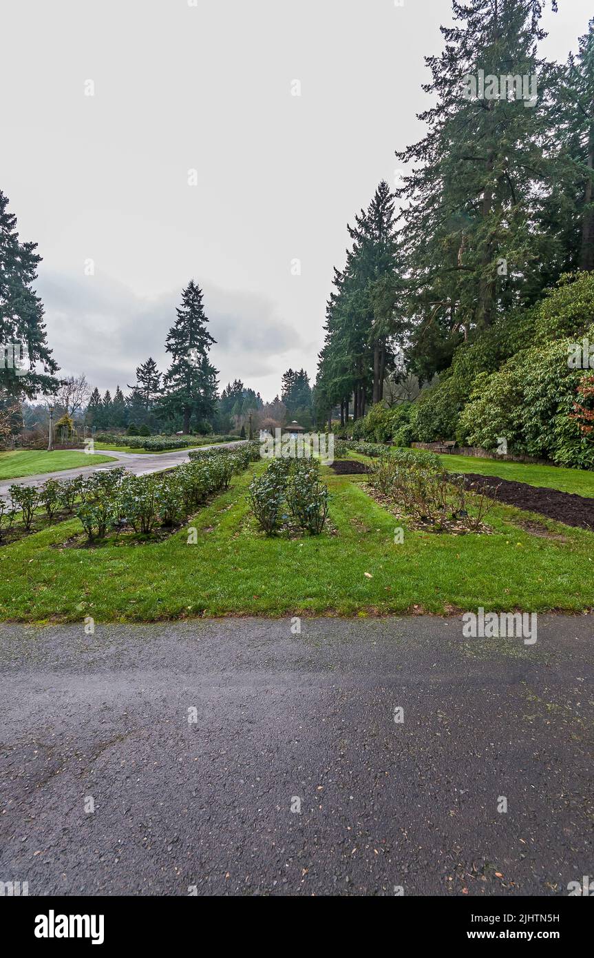 Portland oregon rose garden hi-res stock photography and images - Alamy