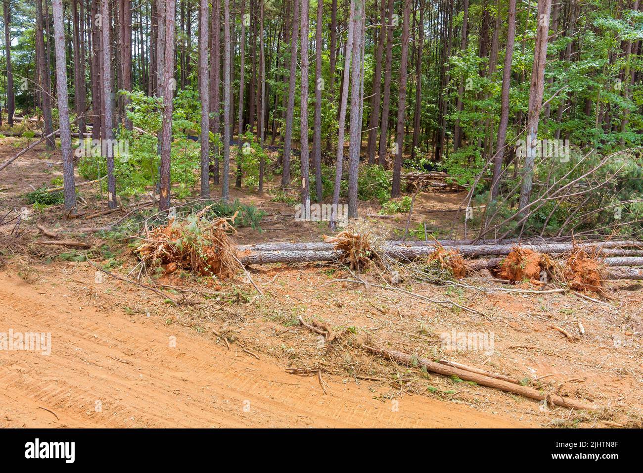Getting rid of dirty roots and uprooting the trees on the construction ...