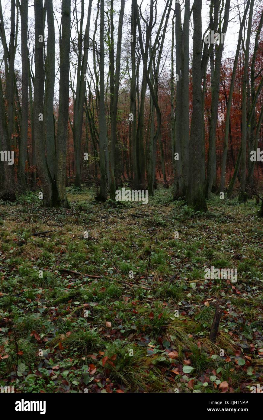 Tall skinny trees hi-res stock photography and images - Alamy
