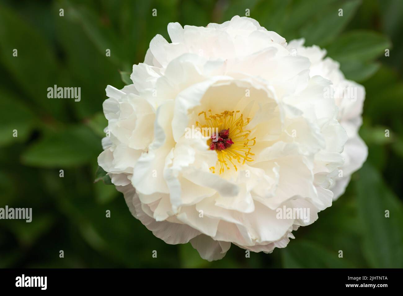 Close up of a single beautiful white peony in full bloom with a blurred ...