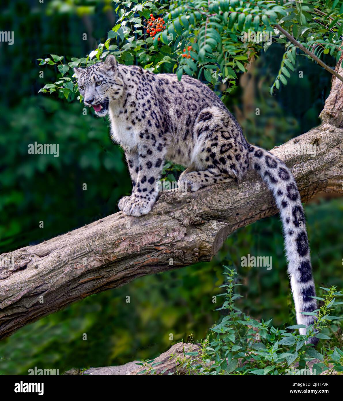 Snow leopard (Panthera uncia) sits on a tree trunk and watches prey ...