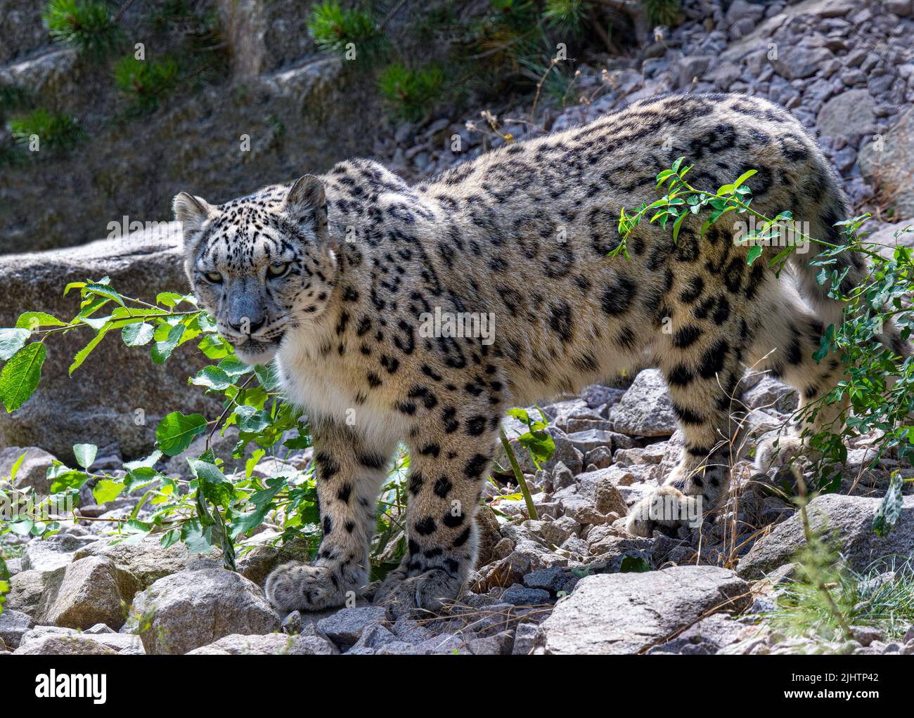 Side view of a snow leopard (Panthera uncia syn. Uncia uncia Stock ...