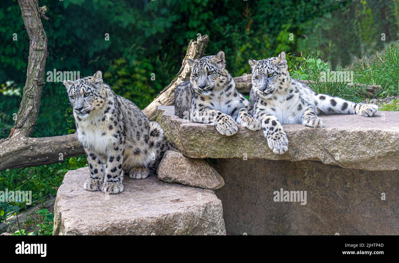 Three snow leopards hi-res stock photography and images - Alamy