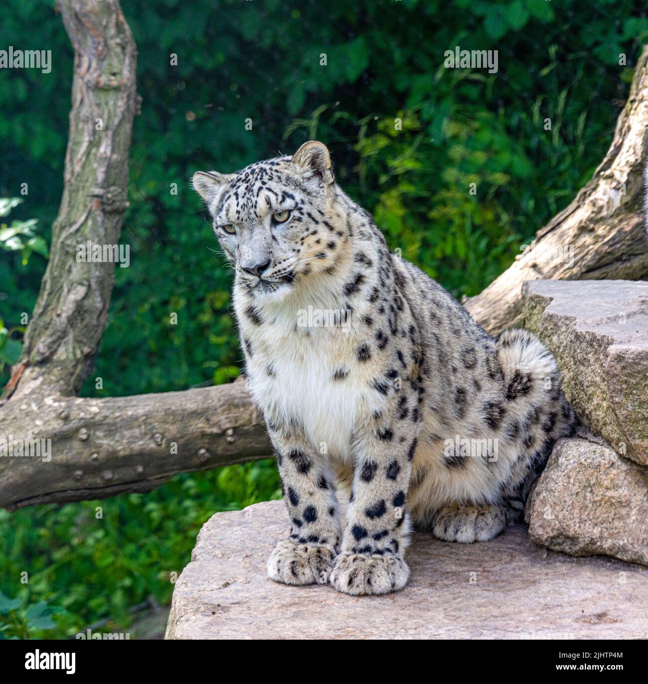 Panthera uncia portrait hi-res stock photography and images - Alamy