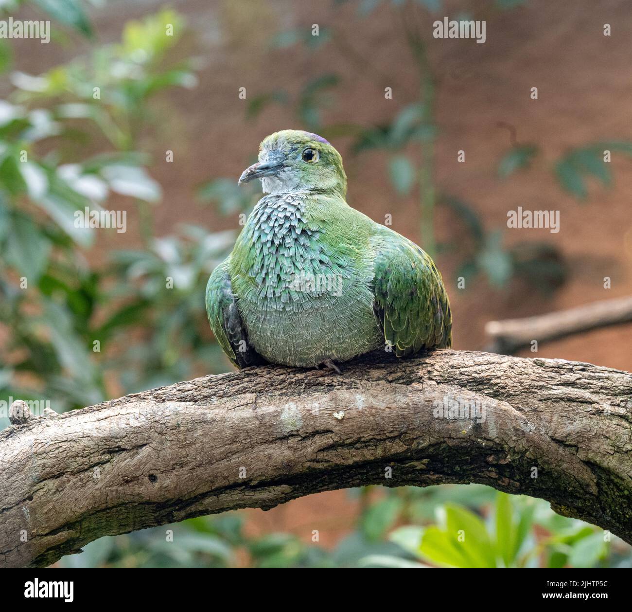 Fruit dove hi-res stock photography and images - Alamy