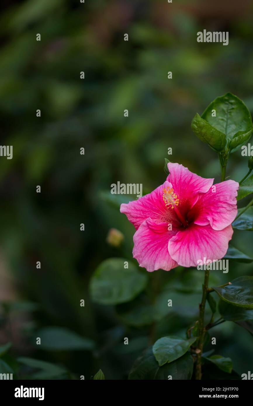 Single hibiscus flower fully bloomed and pink colored with green leaves ...