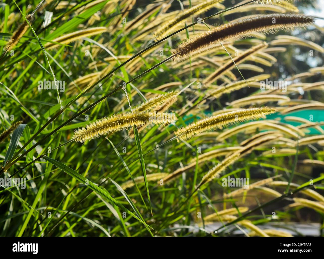 Inflorescence of napier grass also known as elephant grass shining in ...