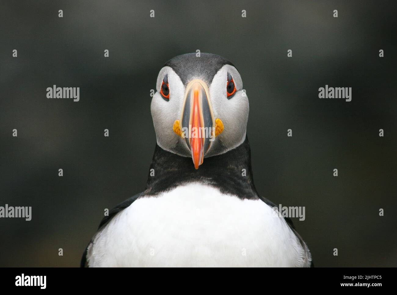 Side of puffin hi-res stock photography and images - Alamy