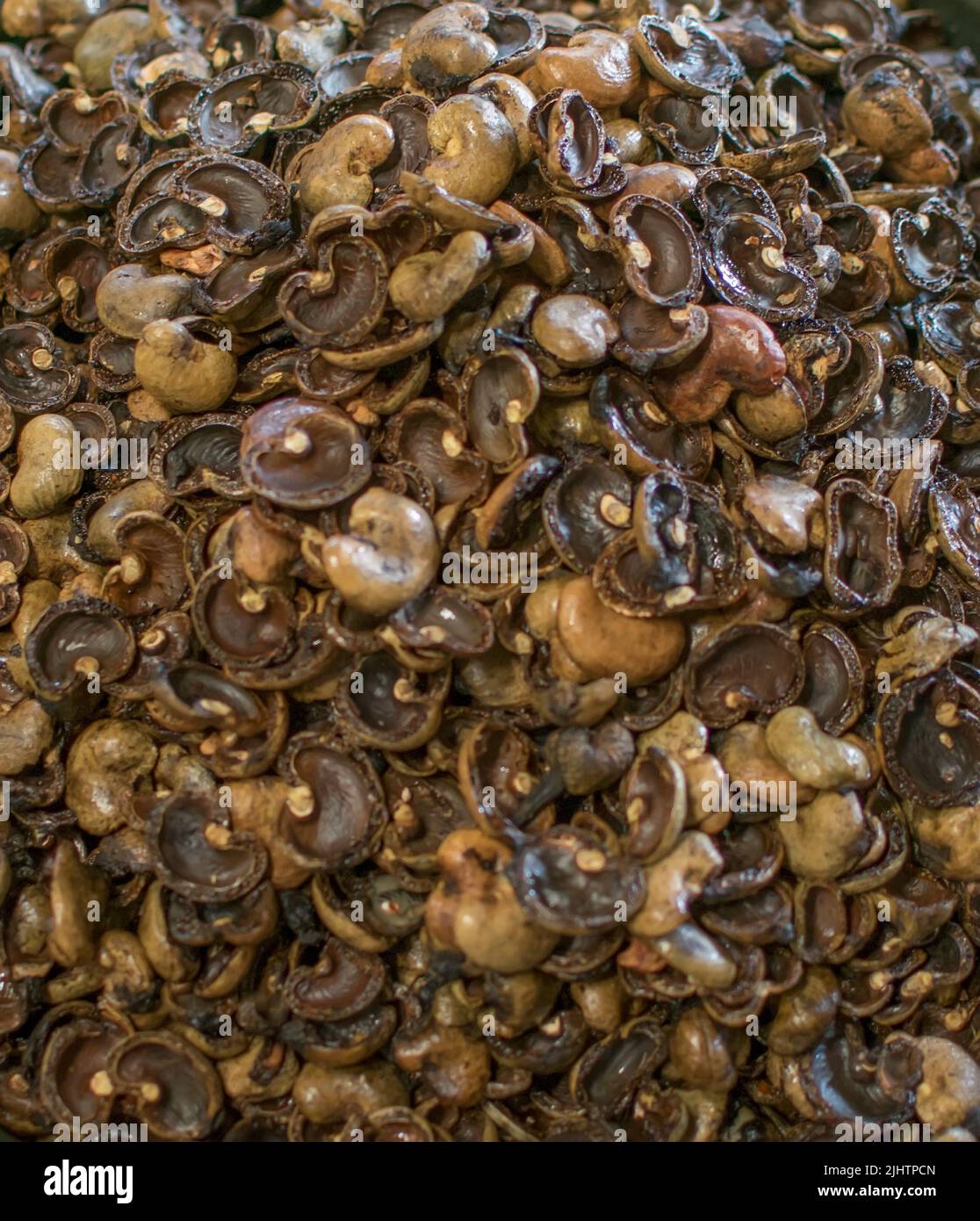 Cashew nut shells which separated from kernels. Used selective focus ...