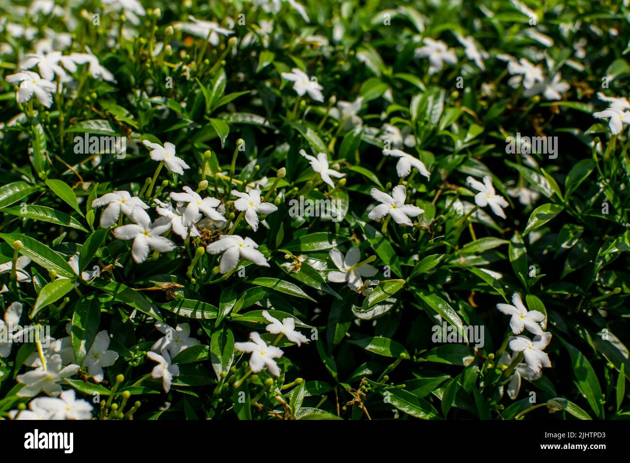 Common jasmine flowers bloomed on plant and surrounded by green leveas ...