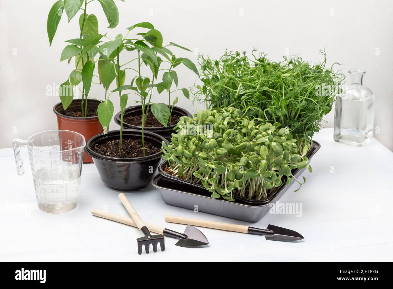 Green house plants in pots. Sunflower and pea sprouts in container ...