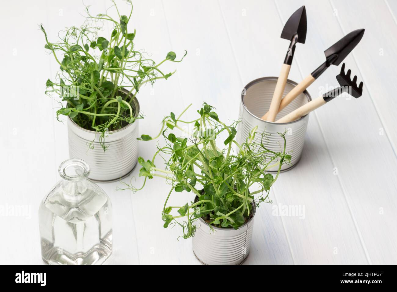 Pea sprouts in metal cans. Gardening tools and bottle of water on table ...