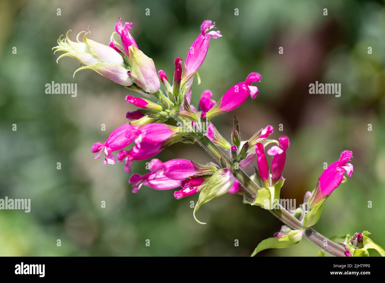 Close up of roseleaf sage (salvia involucrata) flowers in bloom Stock ...