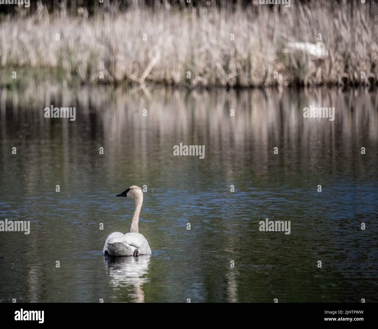 Trumpeter swan swimming on a pond with her mate on a nest in the reeds ...