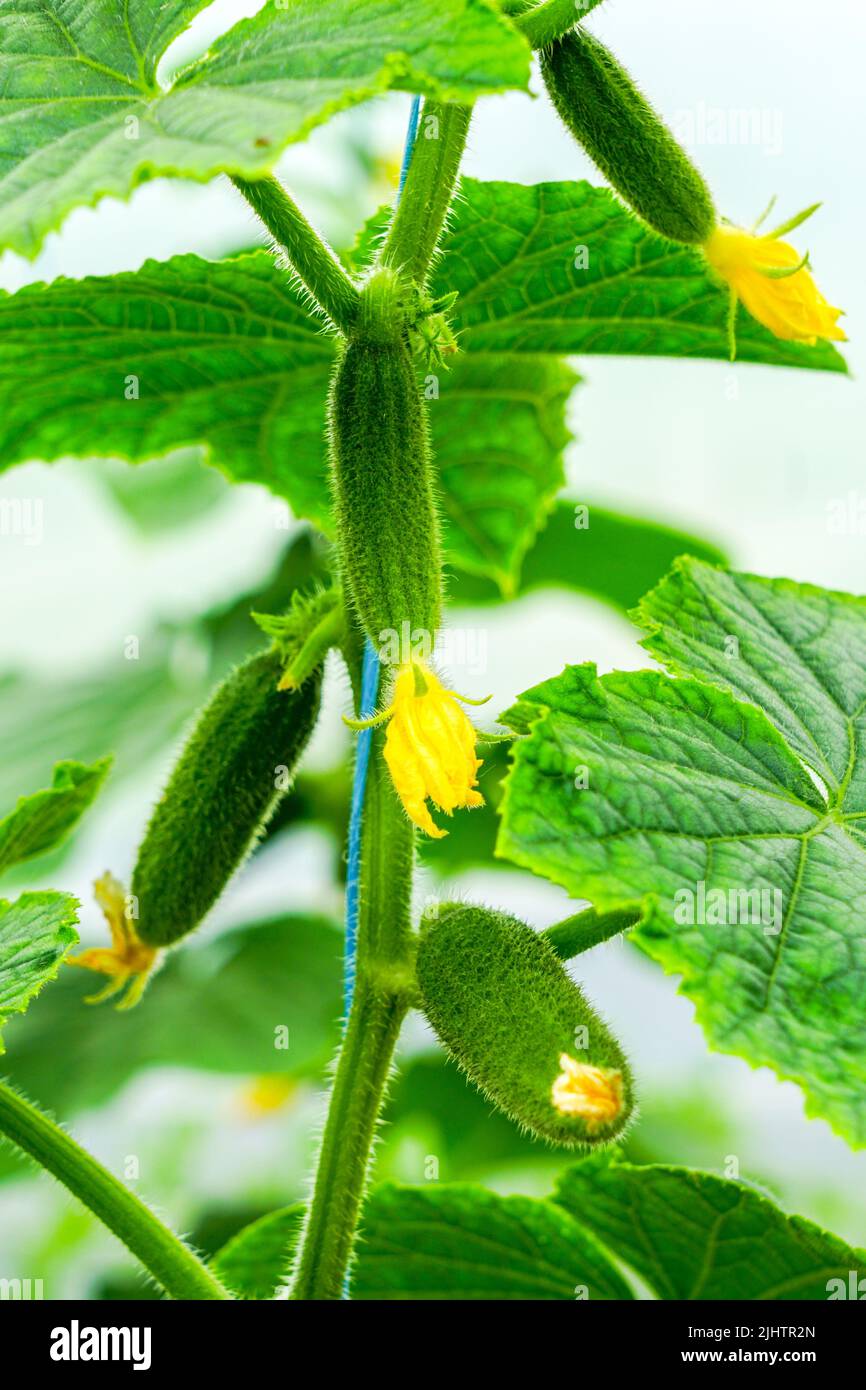 Baby cucumbers growing hi-res stock photography and images - Alamy