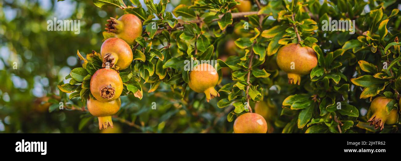 BANNER, LONG FORMAT Ripe pomegranate fruits hanging on a tree branches ...