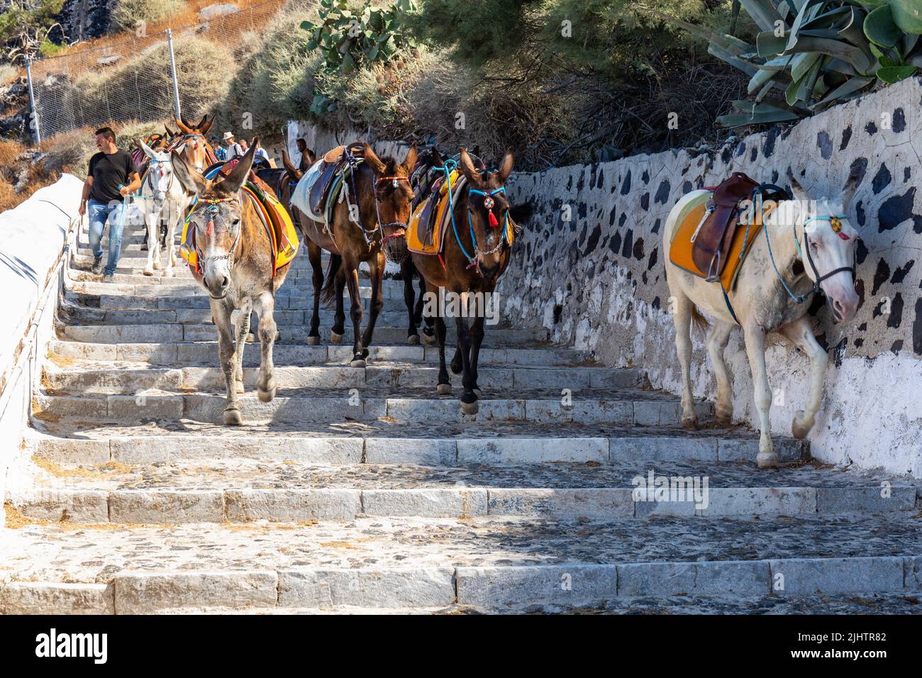 Donkeys and Mules carrying tourists up and down the 580 steps to the ...