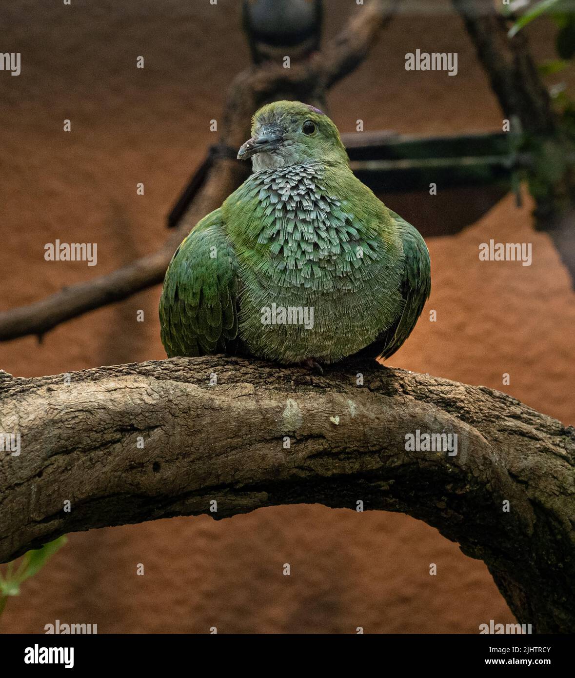 Fruit dove hi-res stock photography and images - Alamy