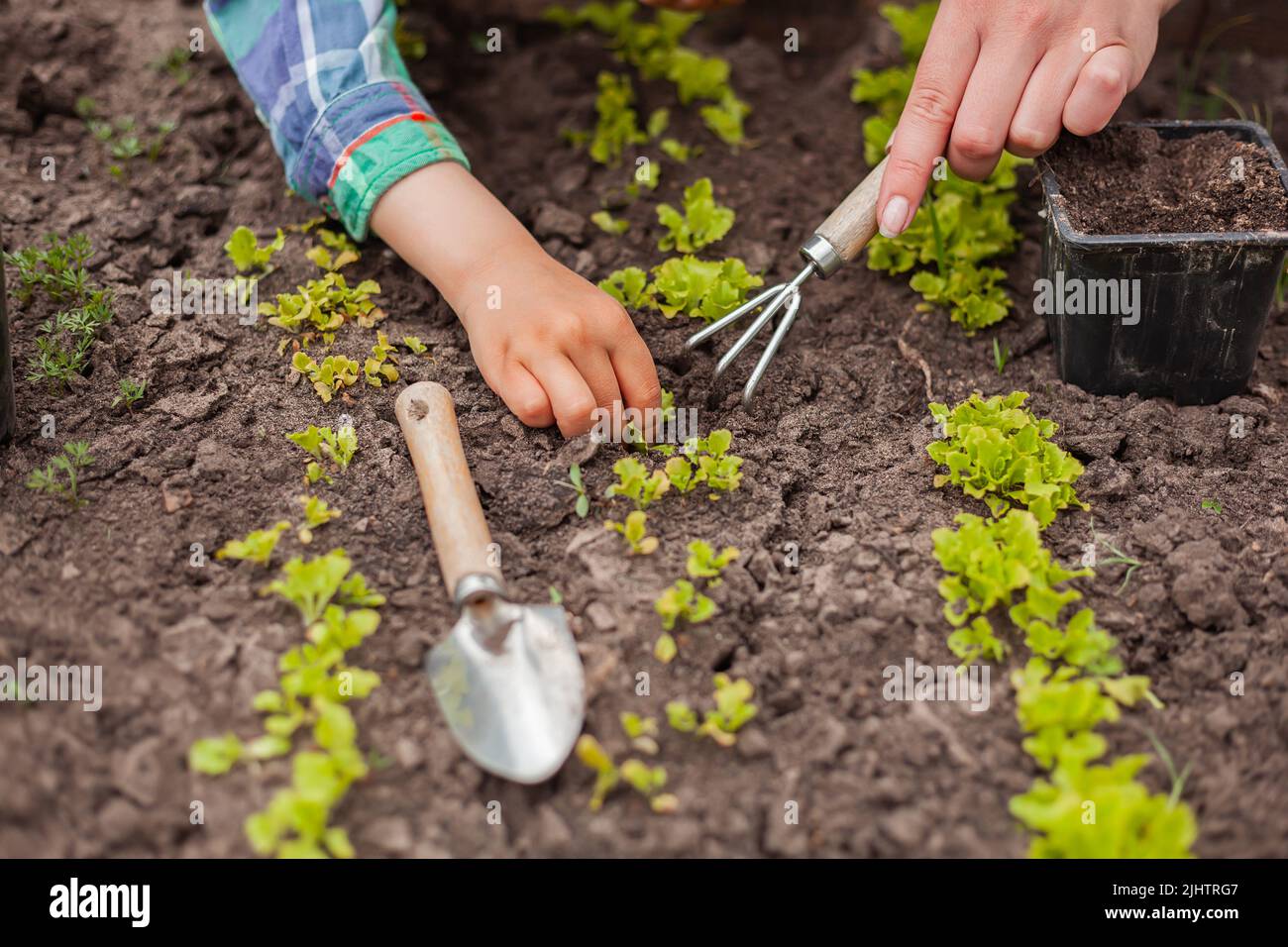 Child and mother gardening in vegetable garden in backyard Stock Photo ...