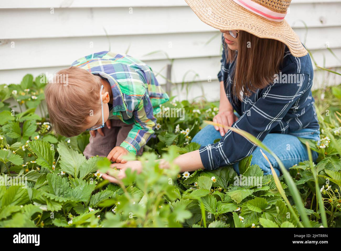 Child and mother gardening in strawberry plant garden in backyard Stock ...