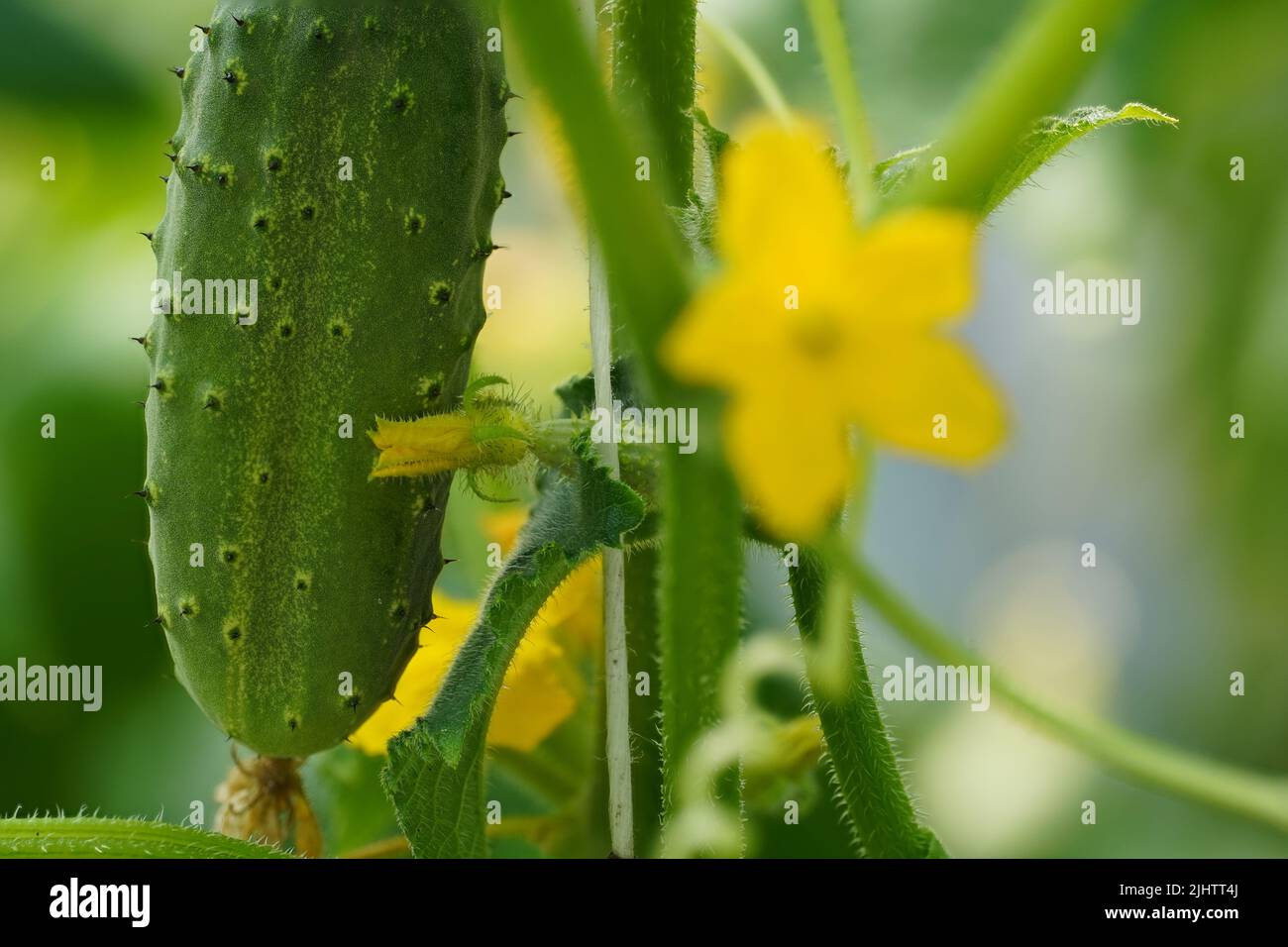 Family cucurbitaceae hi-res stock photography and images - Alamy