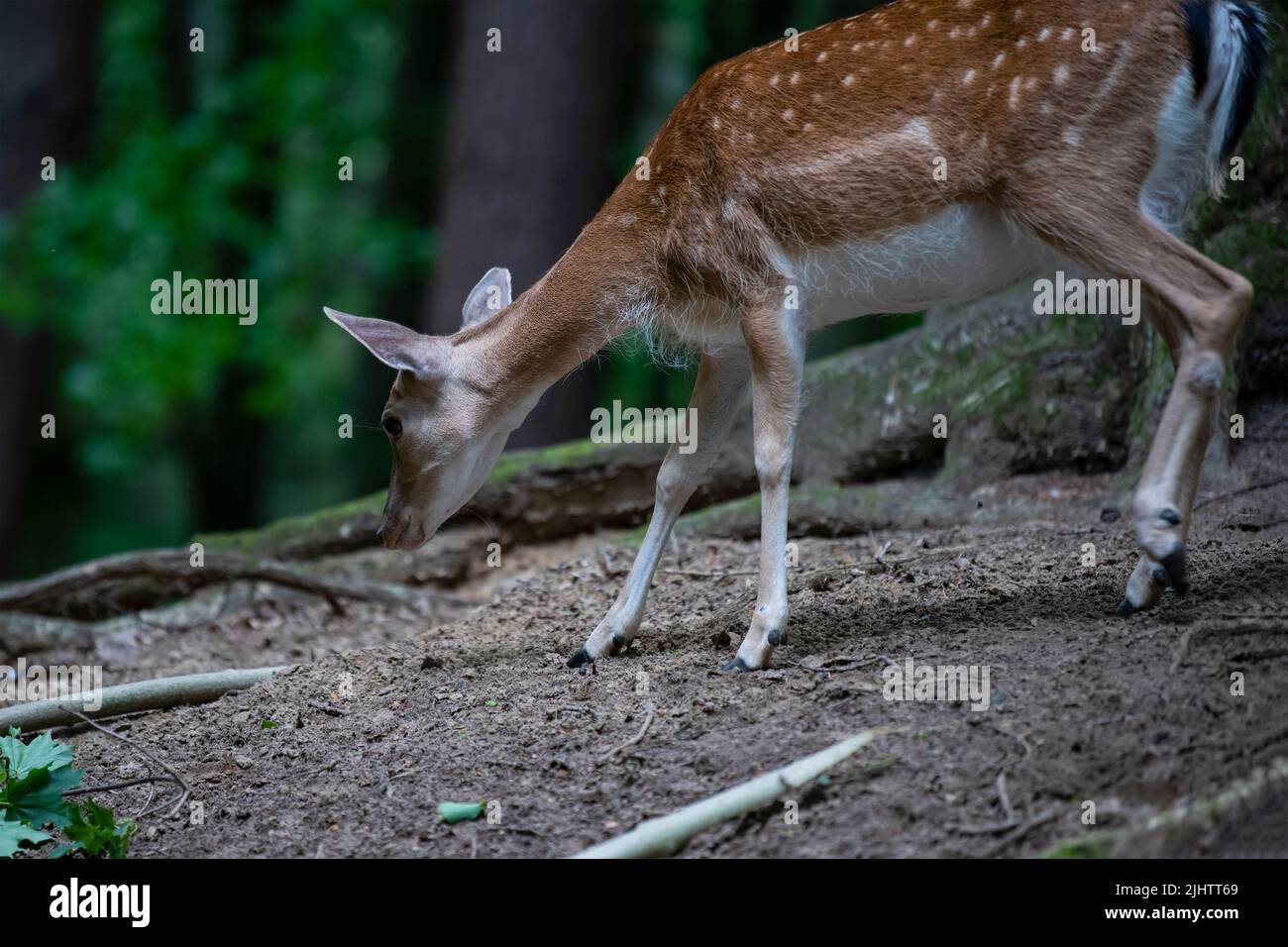 Sika forest hi-res stock photography and images - Alamy