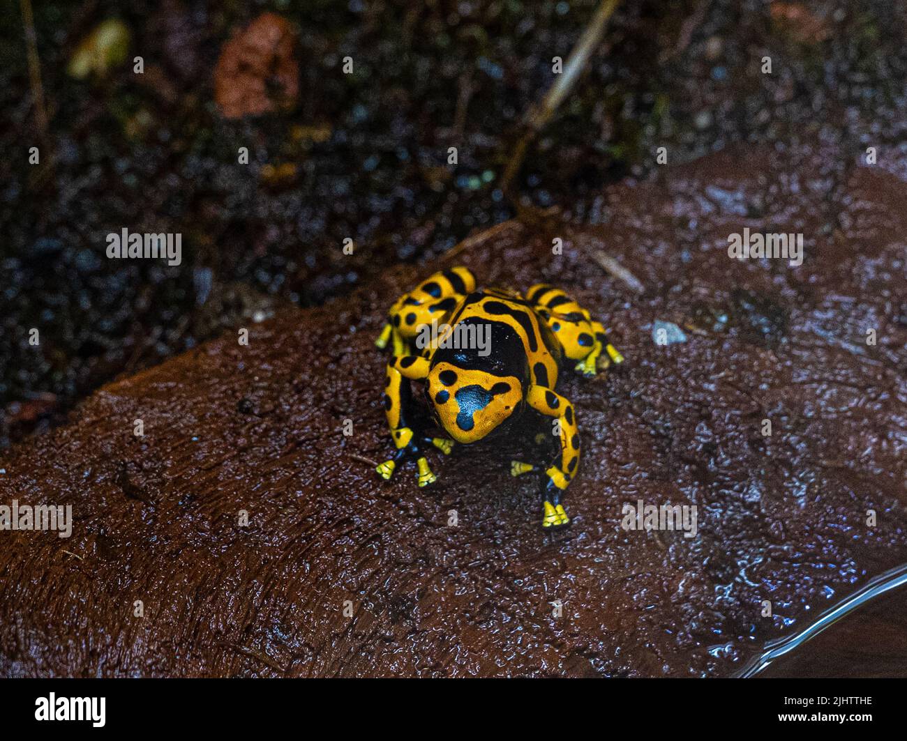 Yellow-banded poison dart frog or yellow-headed poison dart frog ...