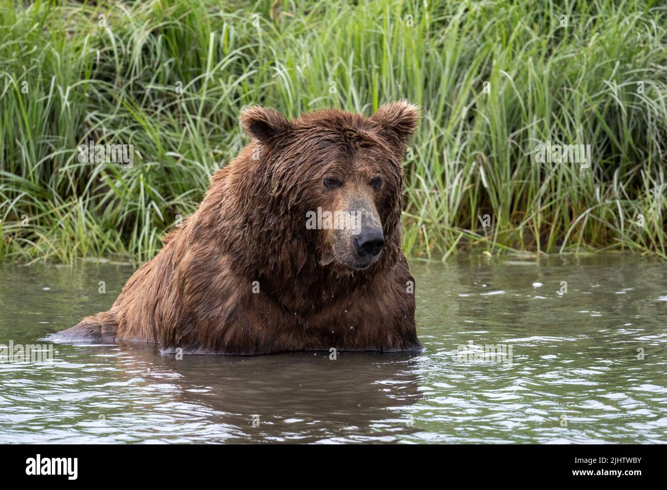 Alaskan brown bear fishing for salmon in Mikfik Creek in McNeil River ...