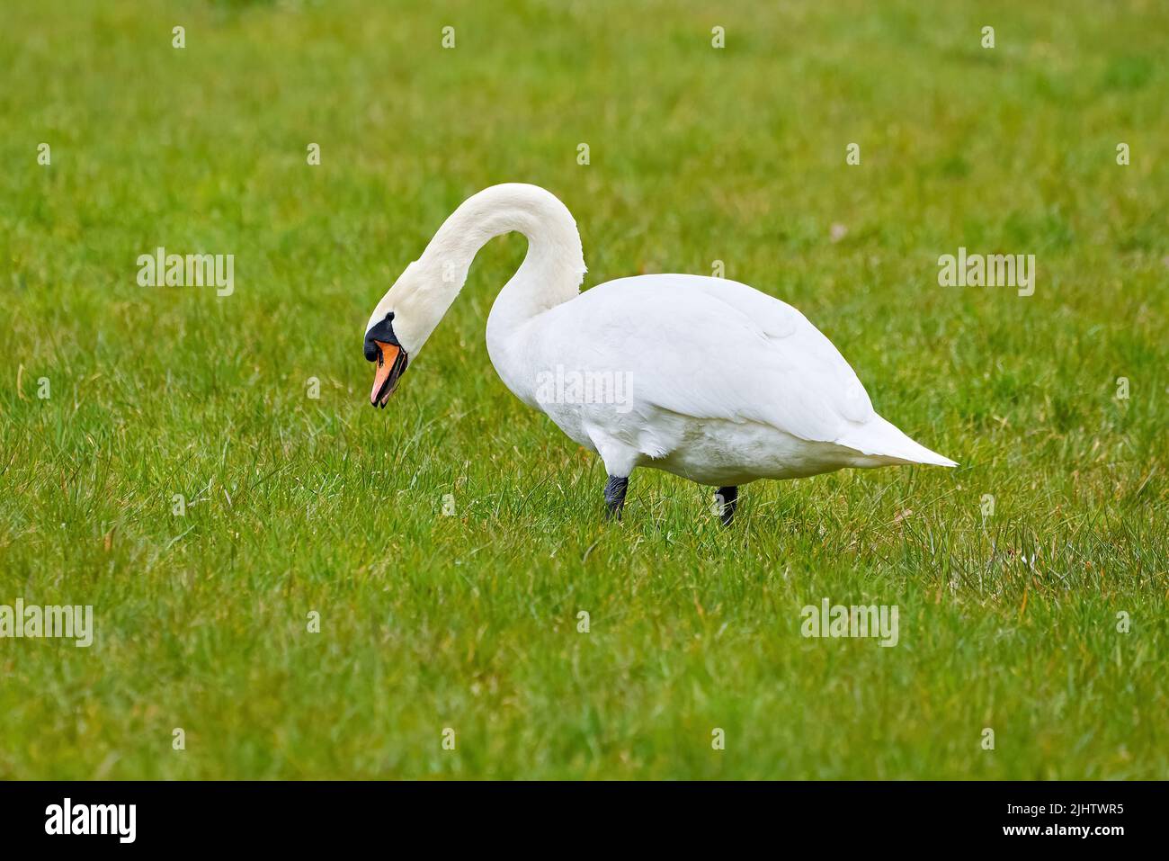 Cygnus olor eat hi-res stock photography and images - Alamy