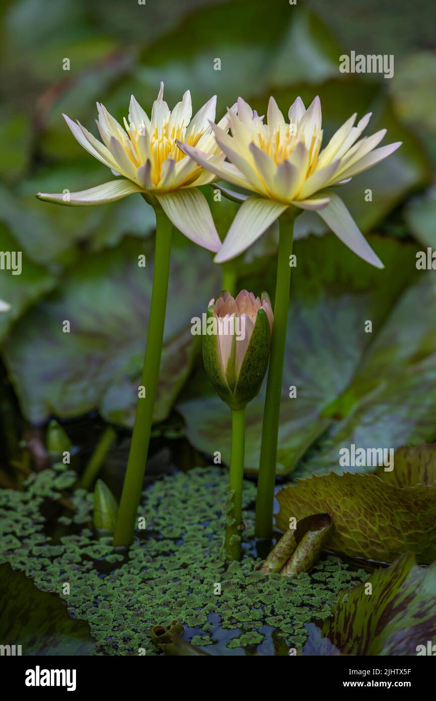 Three lotuses hi-res stock photography and images - Alamy