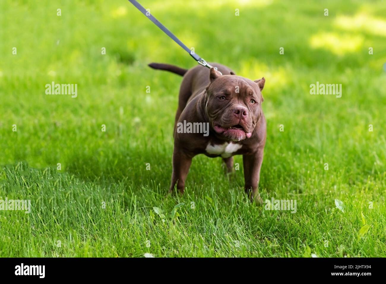 Beautiful brown pit bull, in the grass on a leash. High quality photo ...
