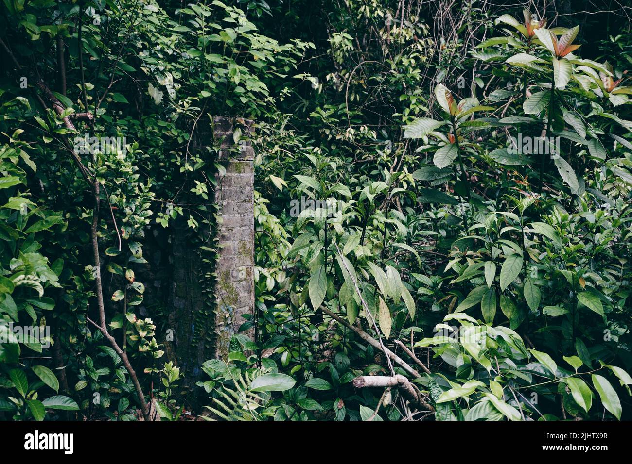 A shot of the overgrowth in an abandoned building Stock Photo - Alamy