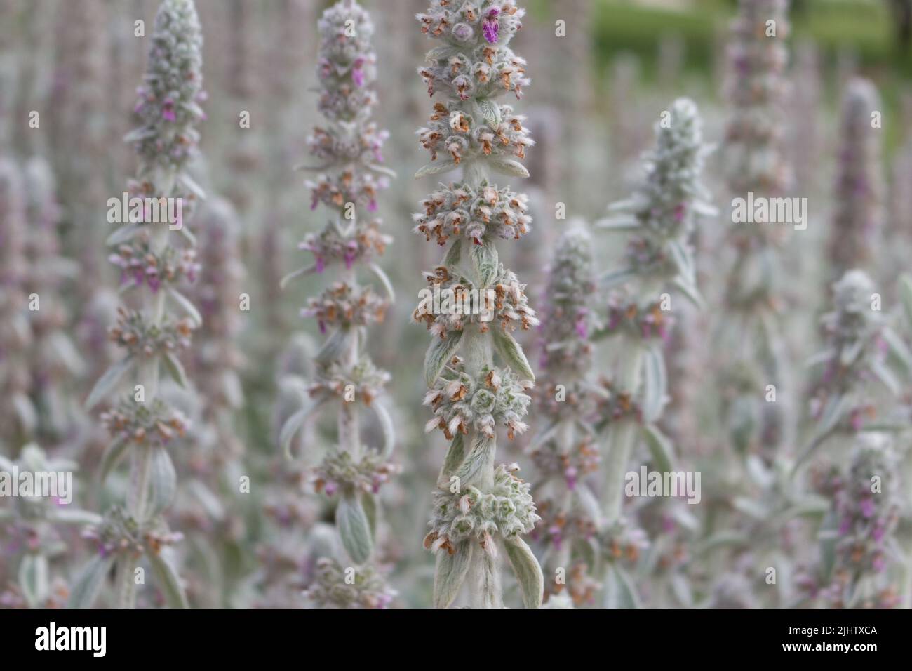 Flowers of plant Herb Lambs ear. Stachys Byzantine or stahis woolly ...