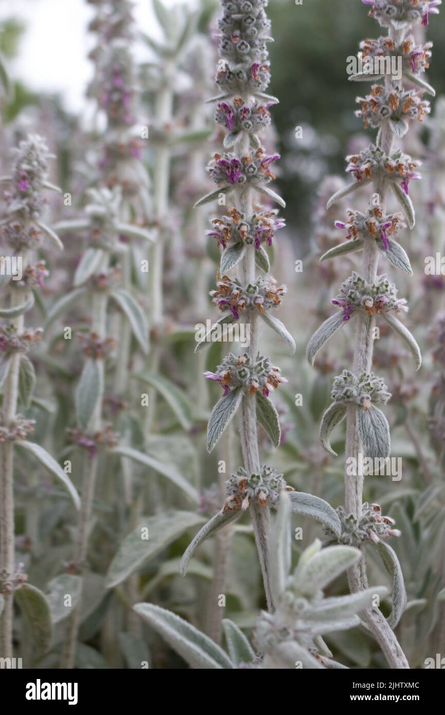 Flowers of plant Herb Lambs ear. Stachys Byzantine or stahis woolly ...