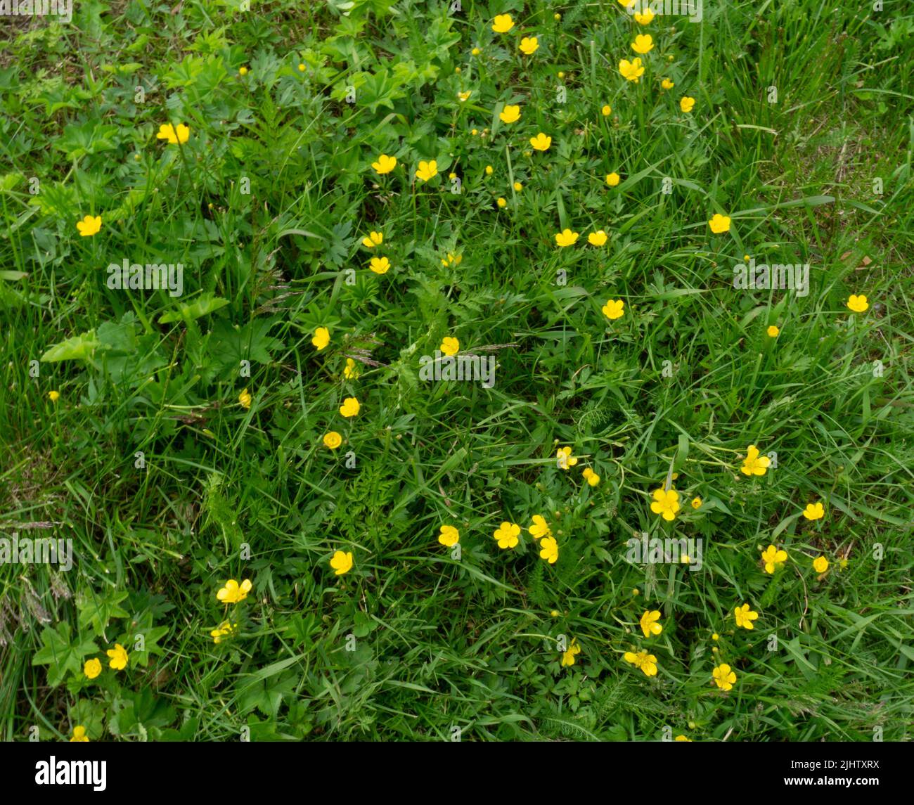 Green grass with ranunculus flowers. close photo. Background with ...