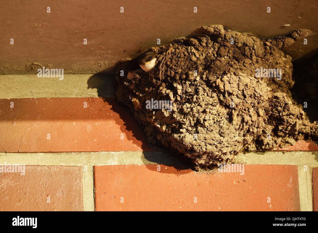 House martin chick nest hi-res stock photography and images - Alamy